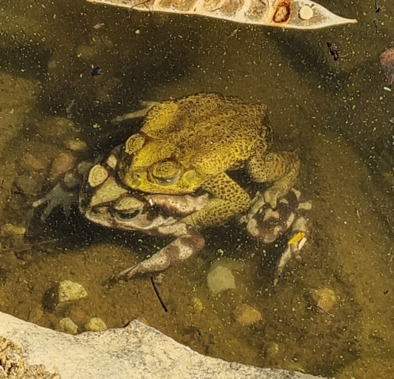 SAPO CURURU - Secretaria da Educação